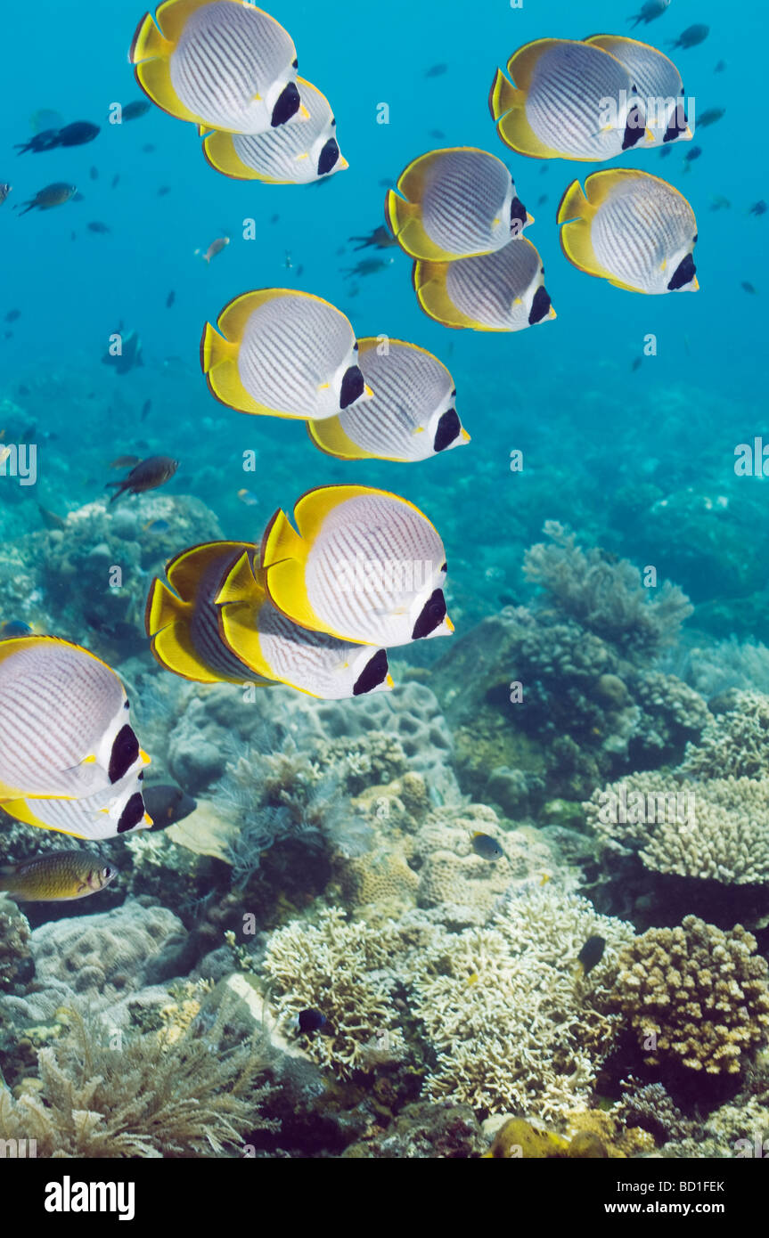 Panda butterflyfish Chaetodon adiergastos Bali Indonesia Stock Photo ...