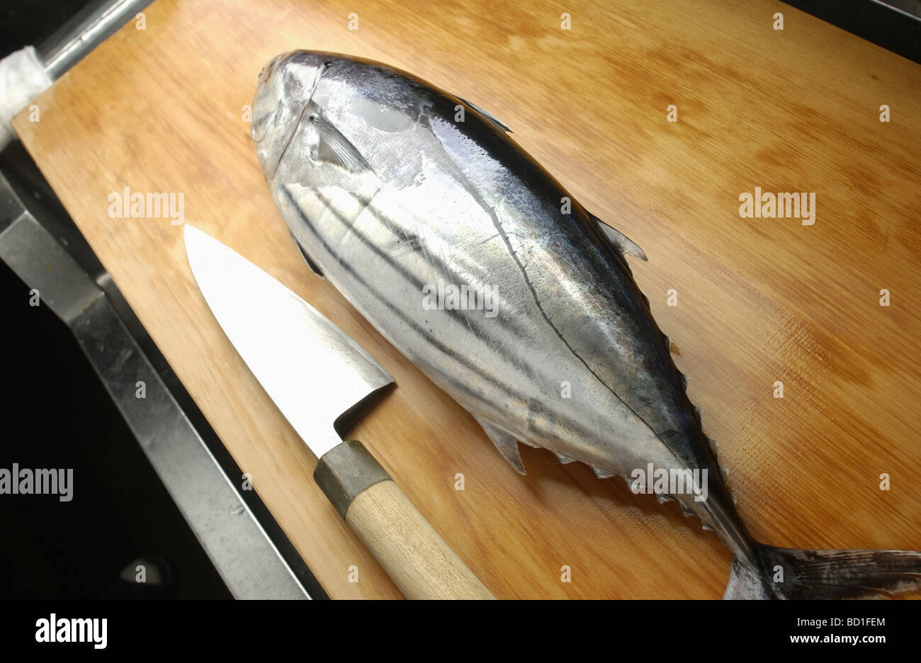 Bonito animal hi-res stock photography and images - Alamy