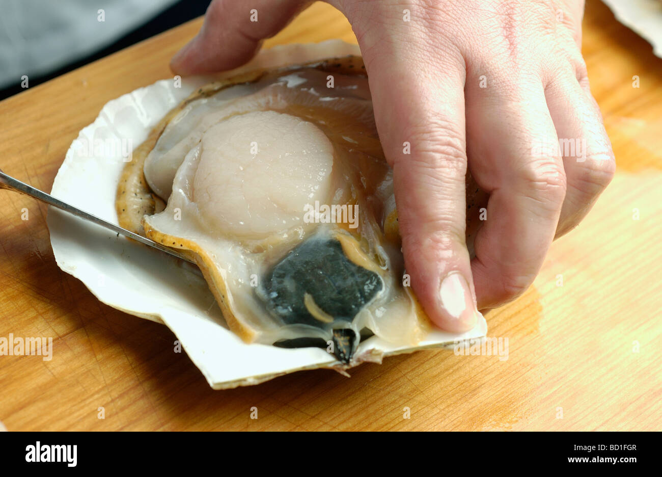 Hand holding scallop hi-res stock photography and images - Alamy