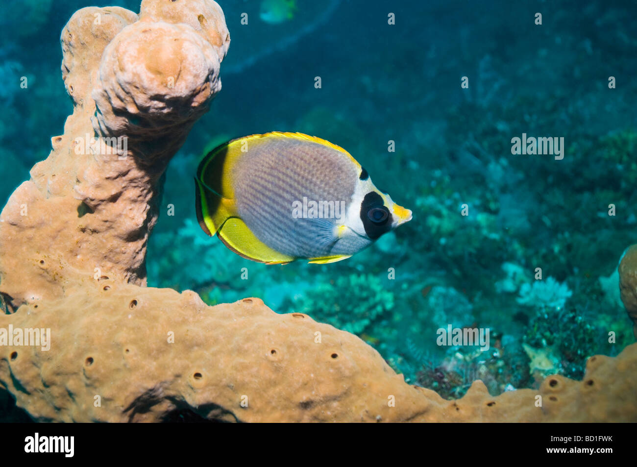 Panda butterflyfish Chaetodon adiergastos Bali Indonesia Stock Photo ...