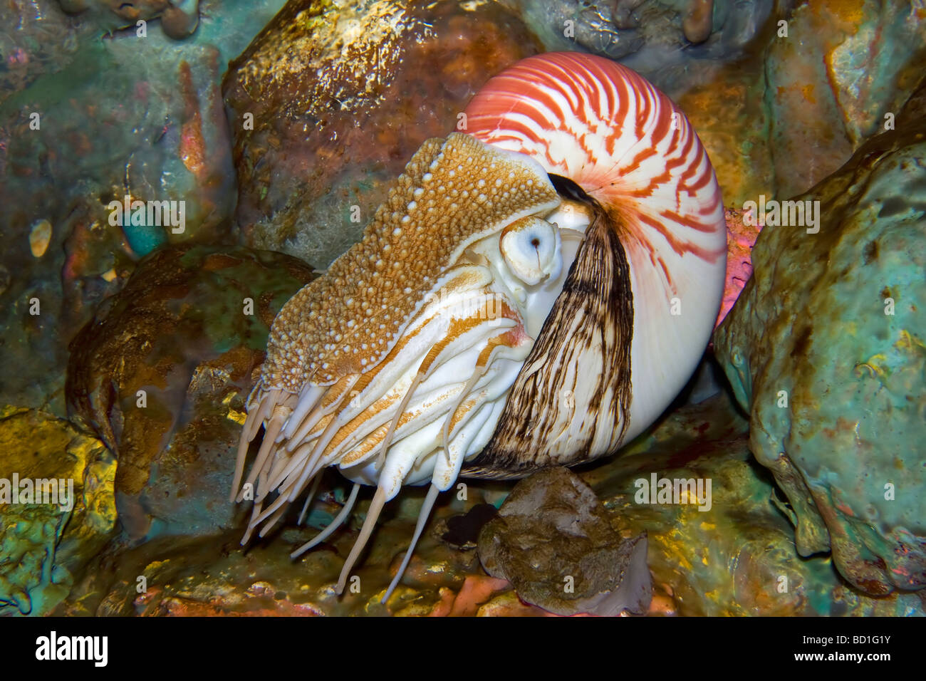Chambered Nautilus Nautilus pompilius Stock Photo - Alamy