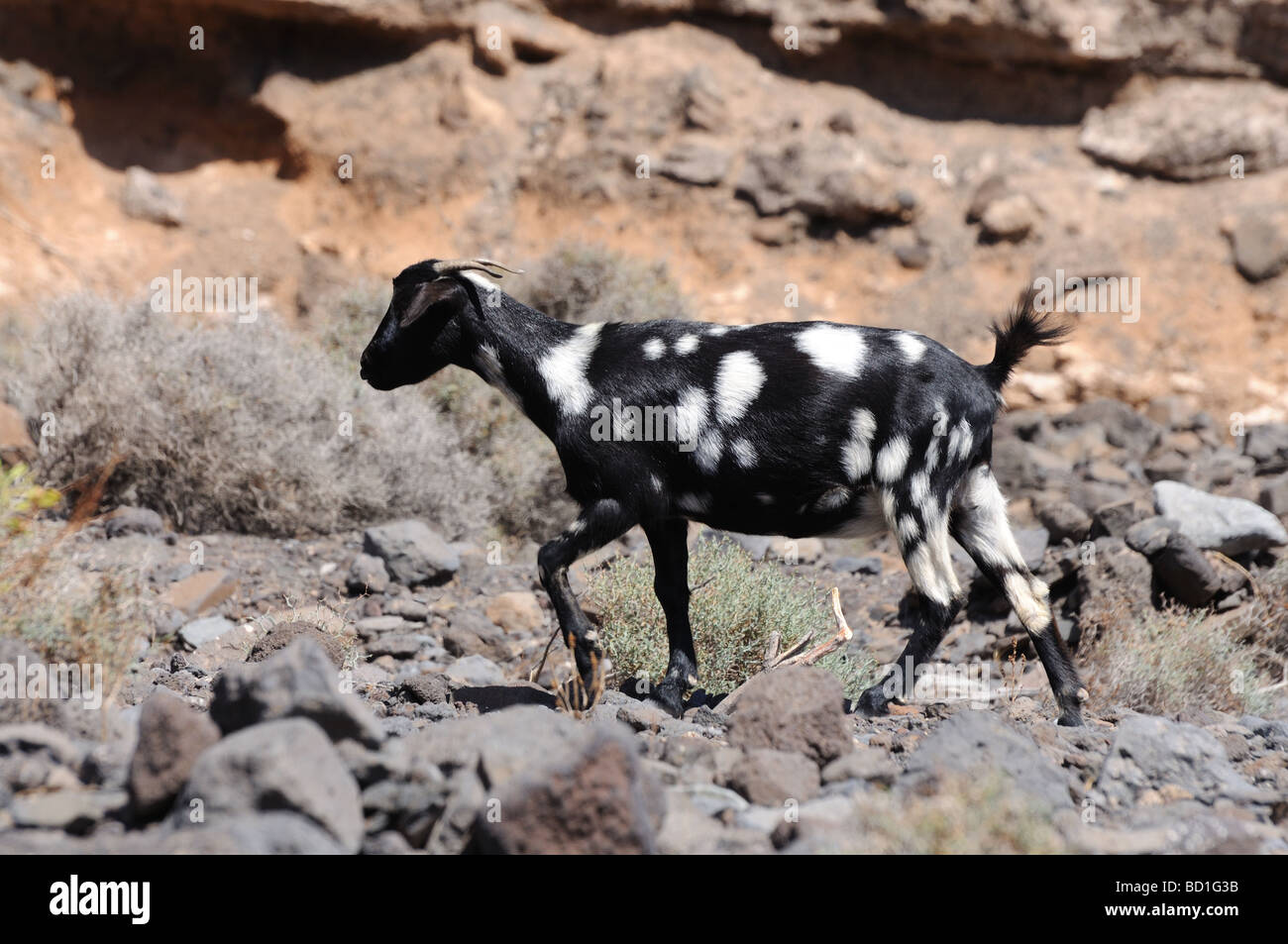 Cabra goat hi-res stock photography and images - Alamy