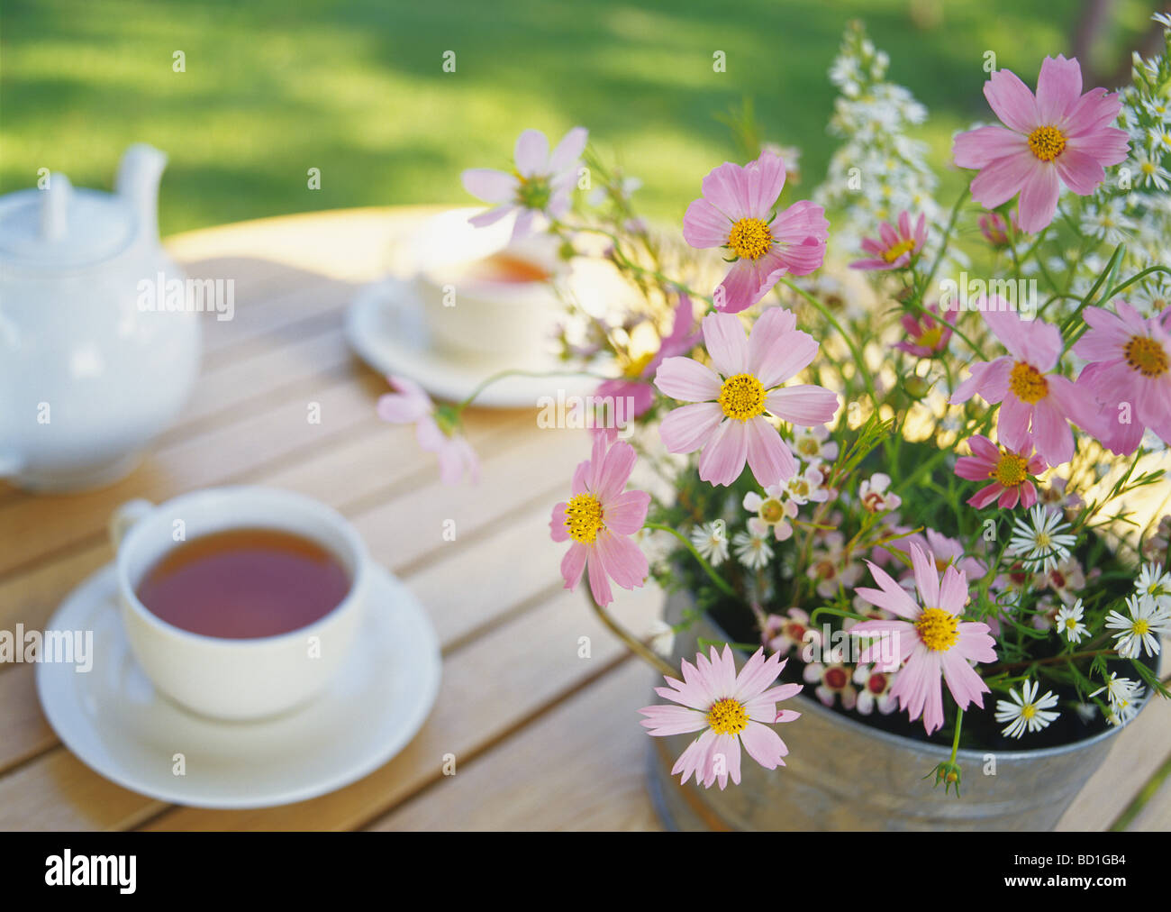 Potted cosmos hi-res stock photography and images - Alamy