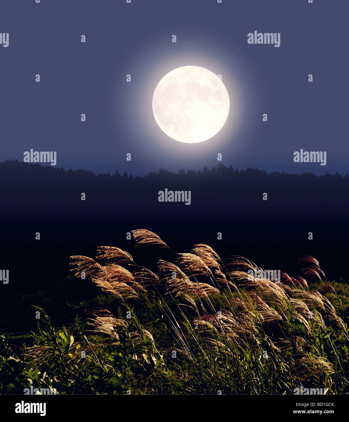 Full moon and Japanese silver grass long exposure Stock Photo - Alamy