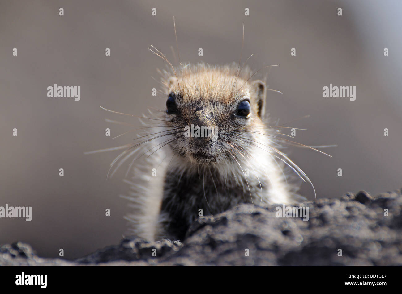 Tame Squirrel High Resolution Stock Photography and Images - Alamy