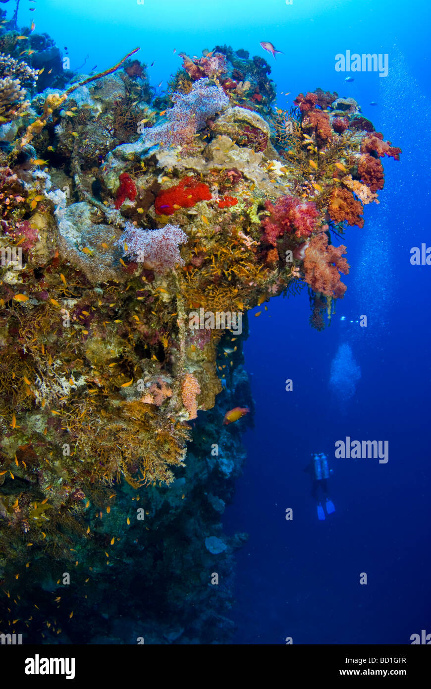 Scubadiver exploring deeper tropical waters. Panorama reef, Safaga, Red ...