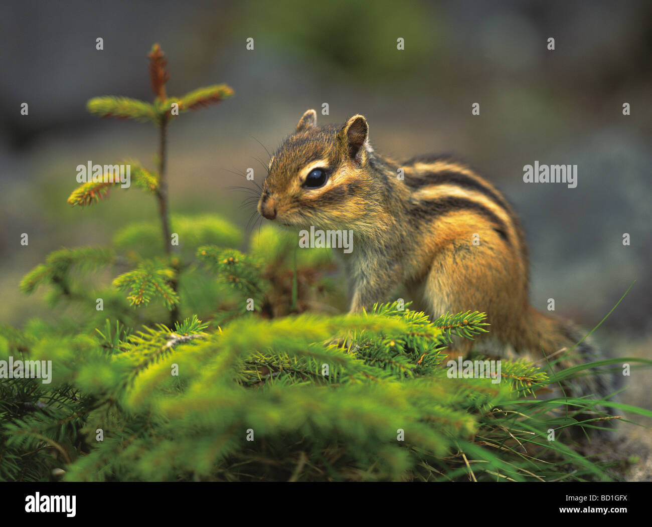Chipmunk Hokkaido prefecture Japan Stock Photo - Alamy