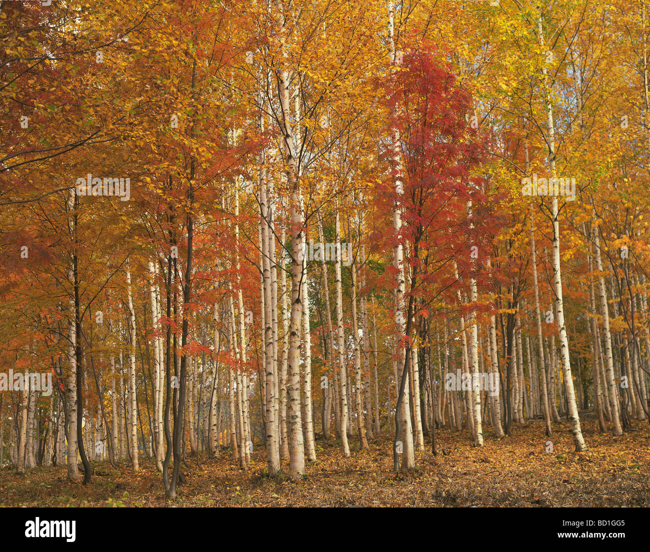 Shibetsu High Resolution Stock Photography and Images - Alamy
