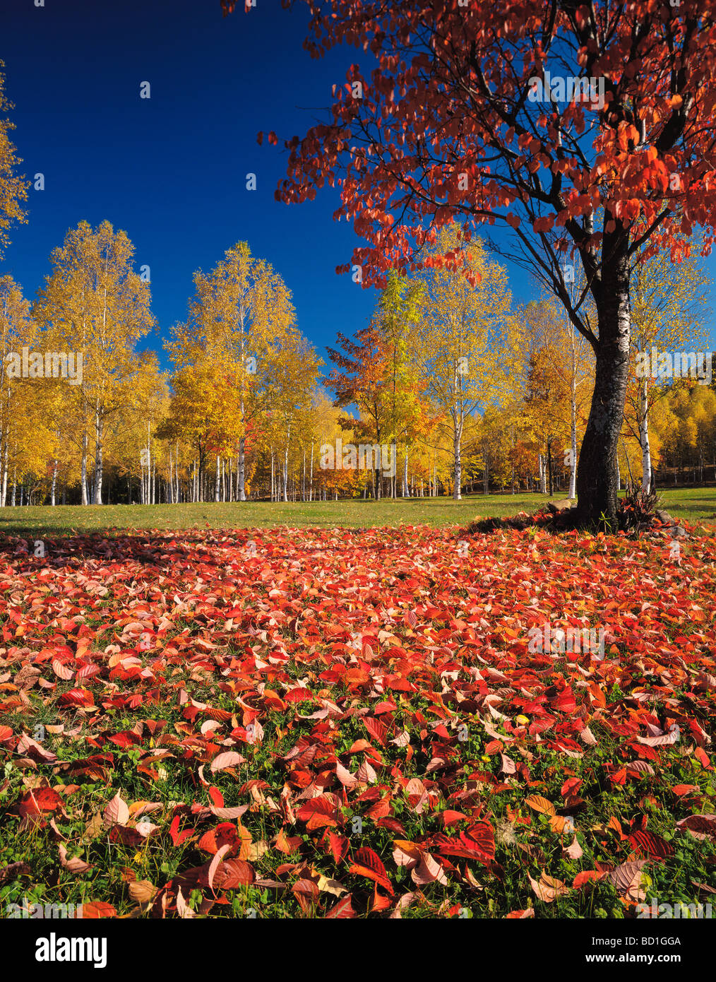 Shibetsu hi-res stock photography and images - Alamy