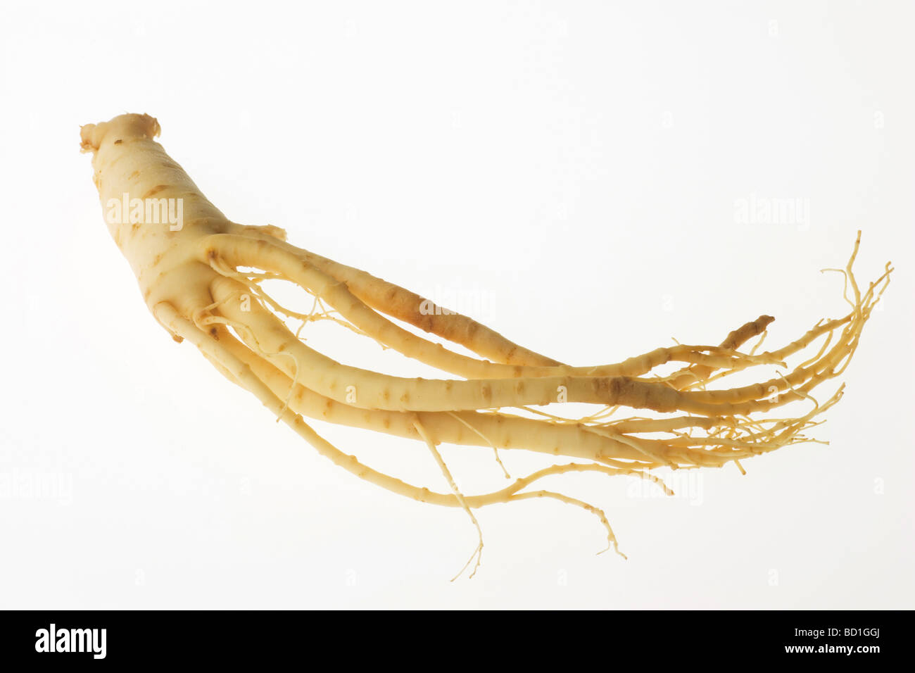 Ginseng root white background Stock Photo - Alamy