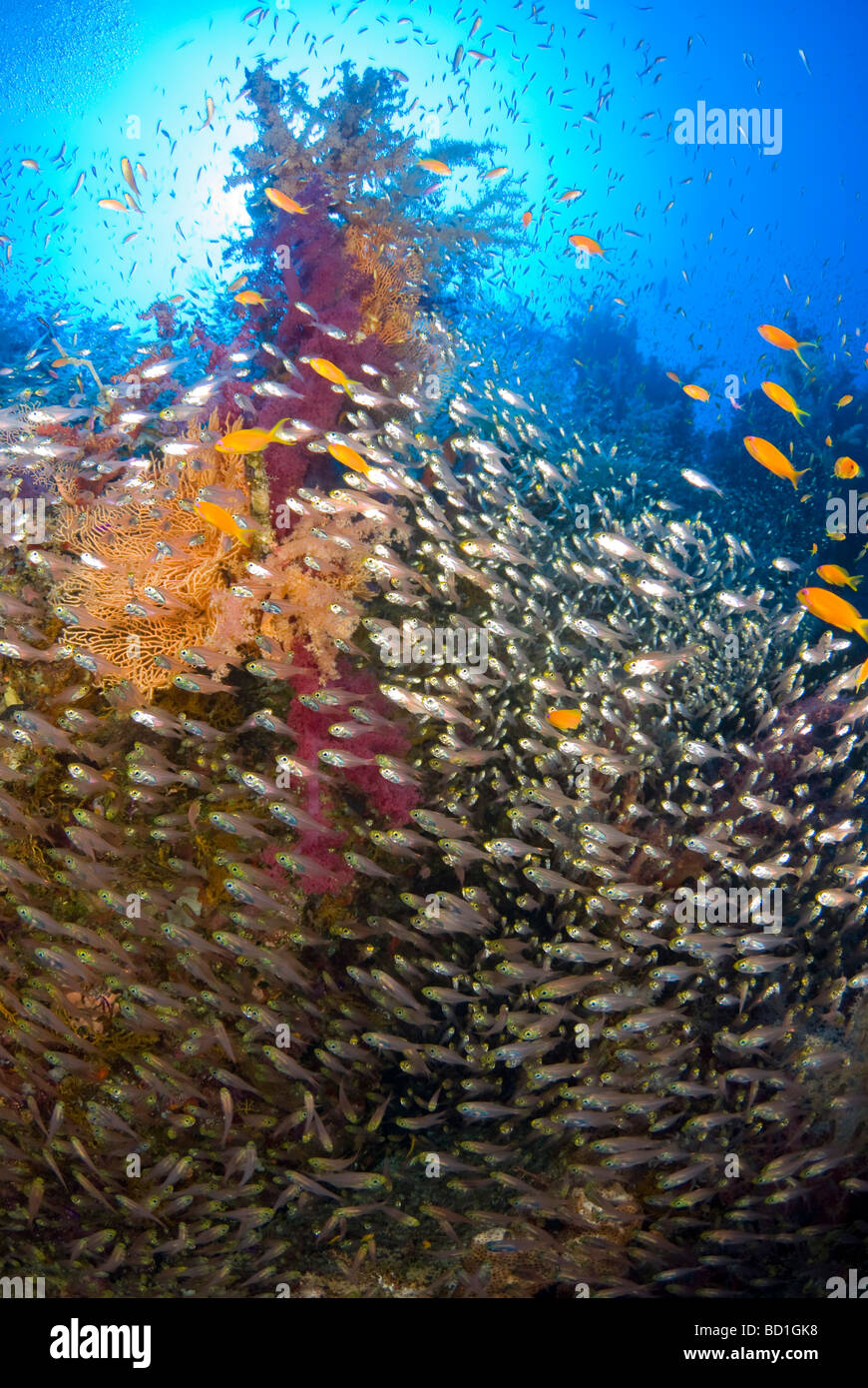 Corals schooling fish hi-res stock photography and images - Alamy