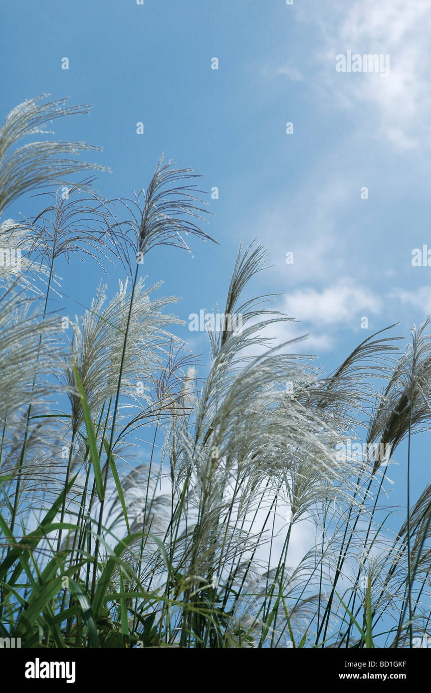 Field of Japanese silver grass under blue sky Tokamachi city Niigata ...