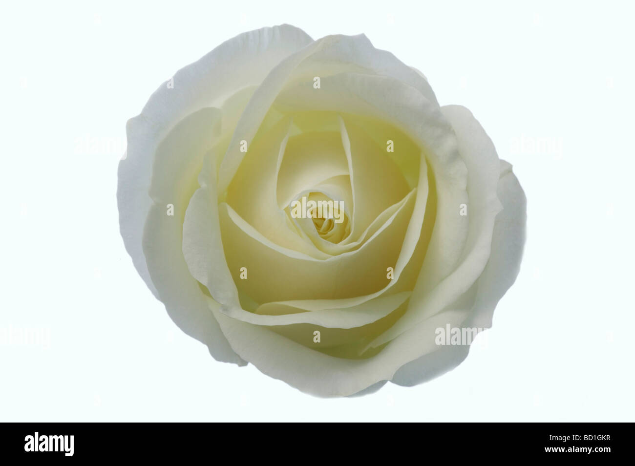 White rose close up white background cut out Stock Photo - Alamy