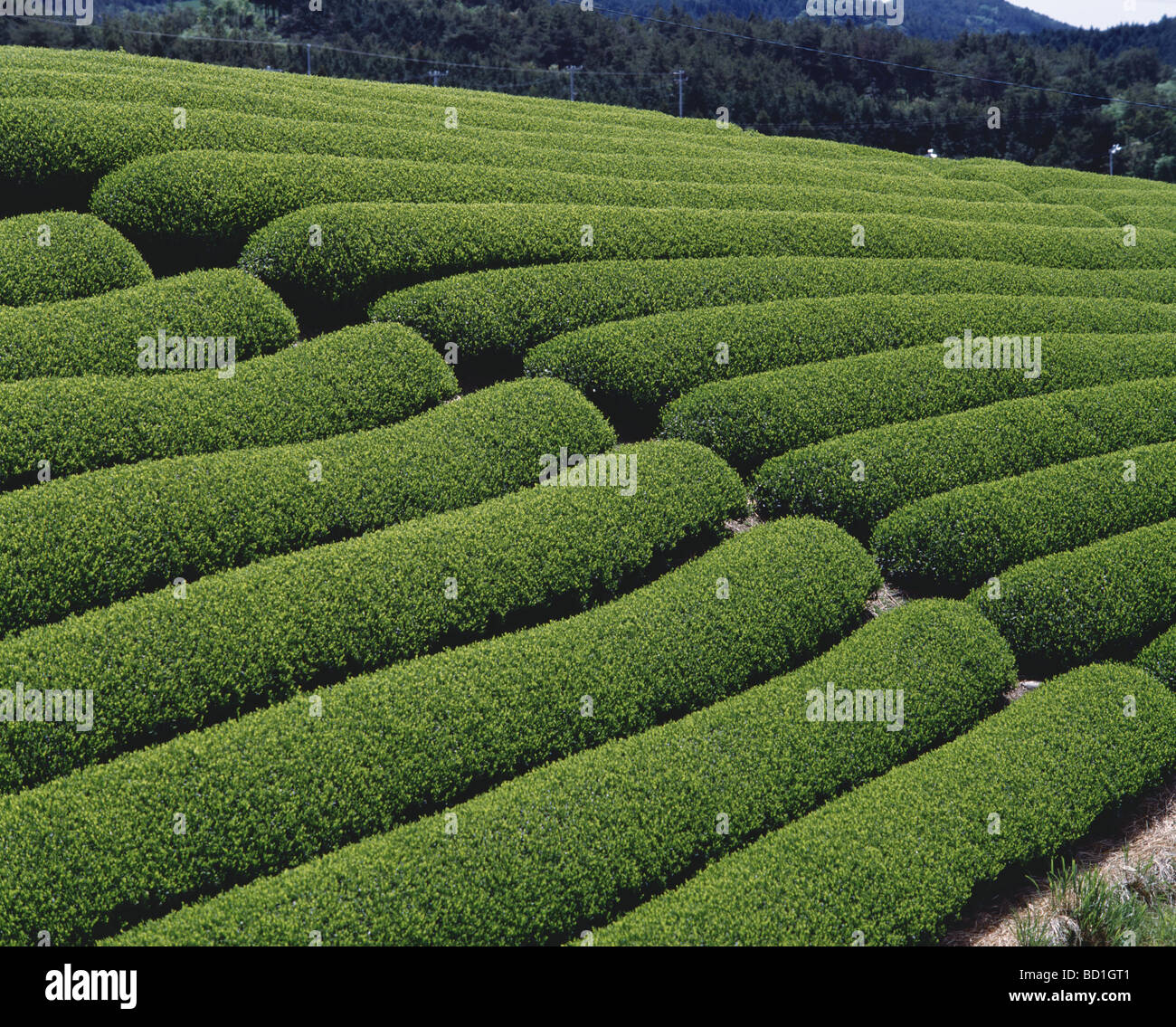 Tea plantation Makinohara city Shizuoka prefecture Japan Stock Photo ...