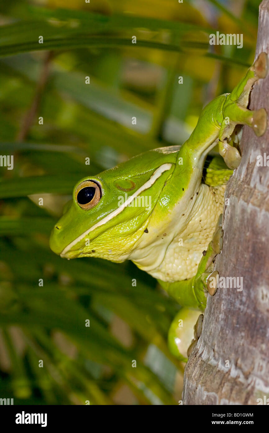 White-lipped Giant Tree Frog Litoria infrafrenata Stock Photo - Alamy White-lipped Giant Tree Frog Litoria infrafrenata Stock Photo - Alamy