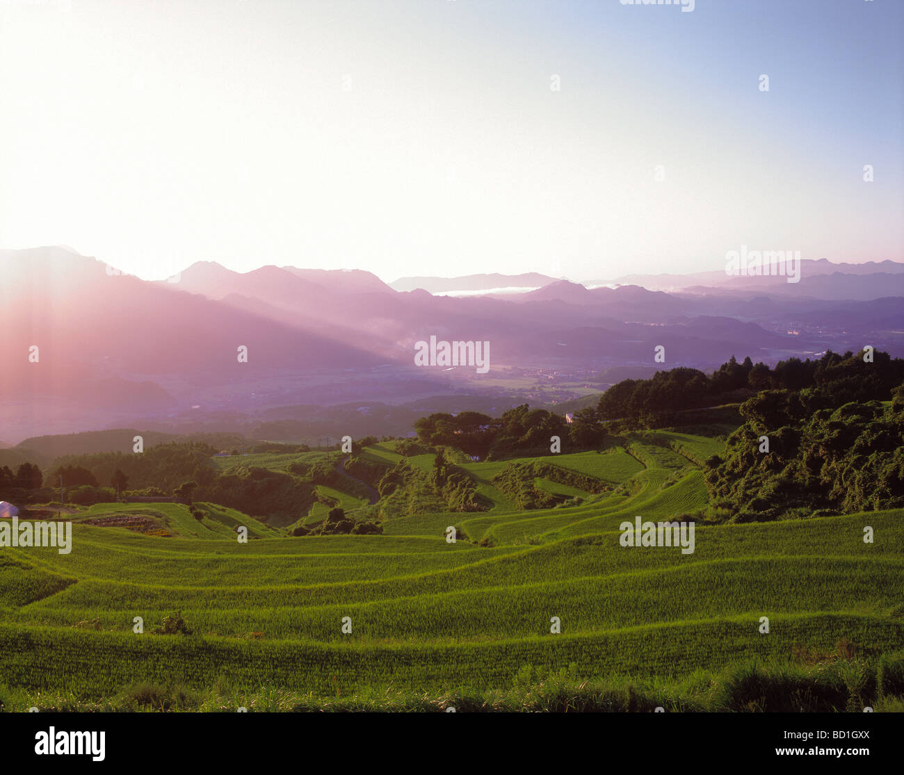 Rice field Saga prefecture Japan Stock Photo - Alamy