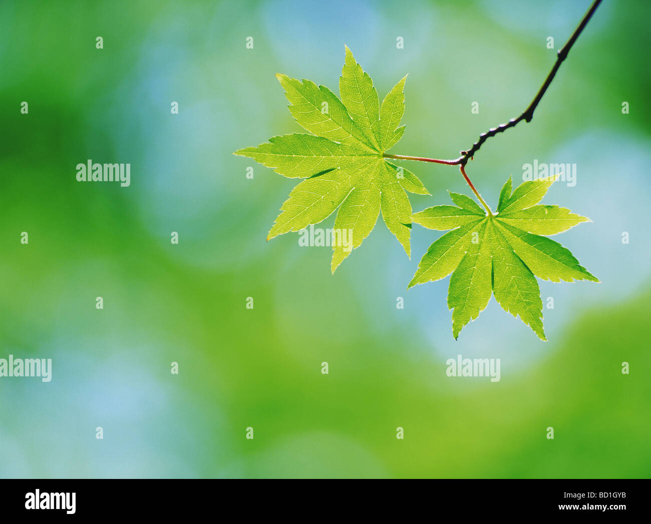 Spring maple leaf hi-res stock photography and images - Alamy
