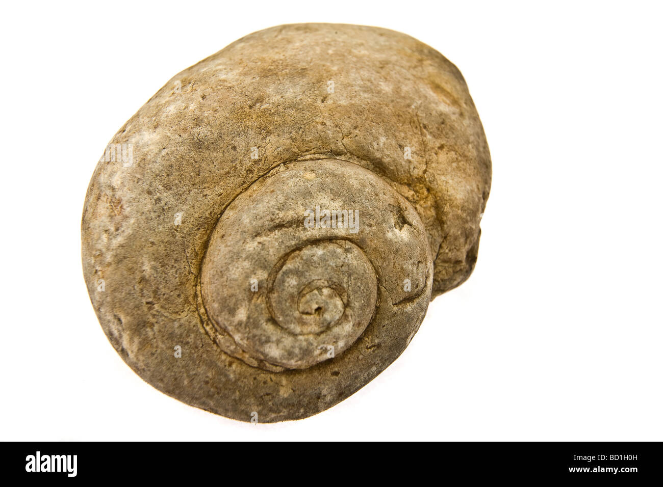 Ammonite shell hi-res stock photography and images - Alamy