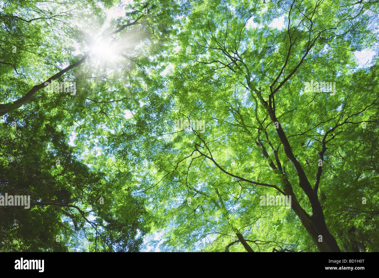 Trees with green leaves Stock Photo - Alamy