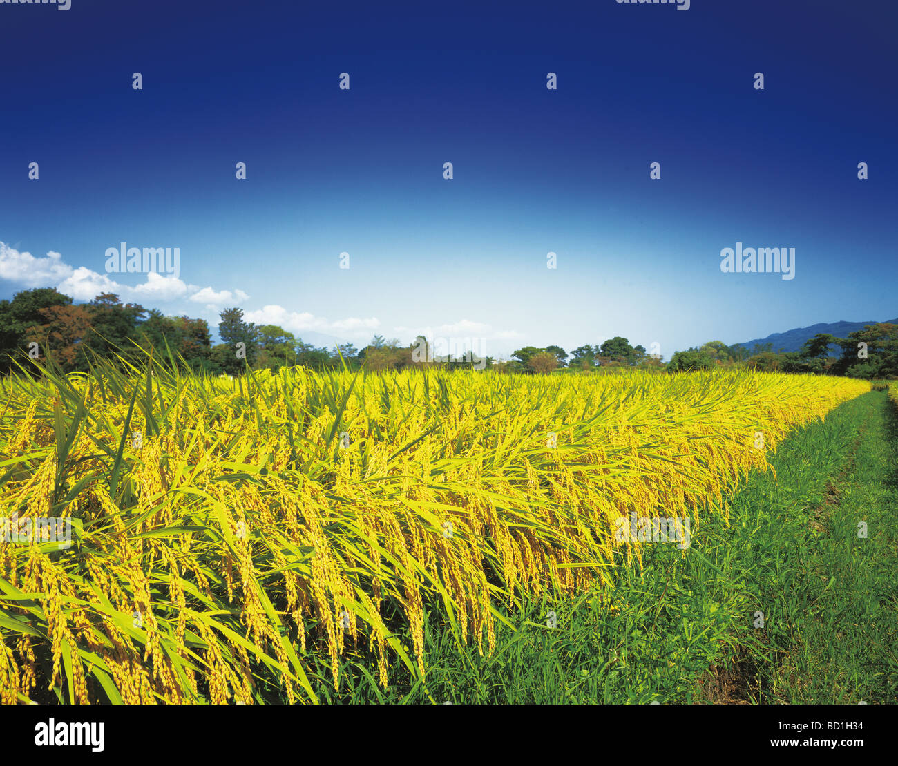 Rice crop Nagano Prefecture Honshu Japan Stock Photo - Alamy
