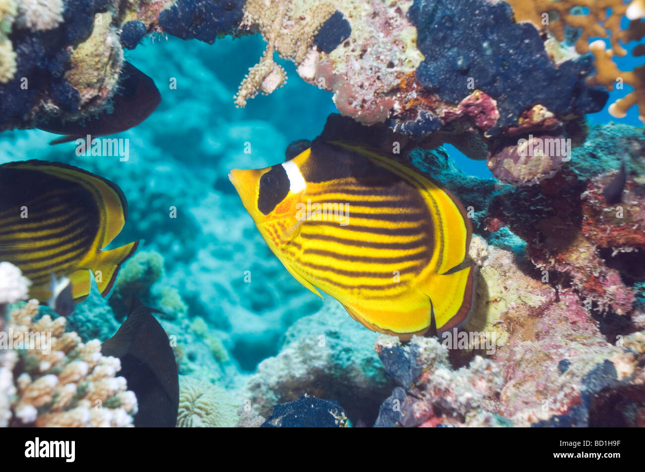 Red Sea raccoon butterflyfish Chaetodon fasciatus Egypt Red Sea Stock ...