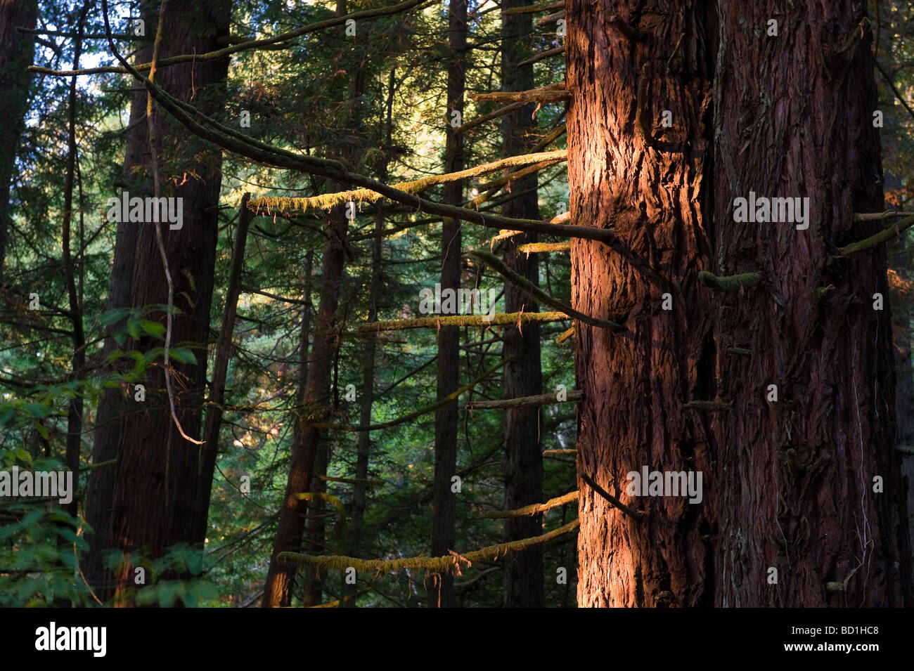 Usa California Redwood National Park Redwood Tree Forest Stock Photo ...