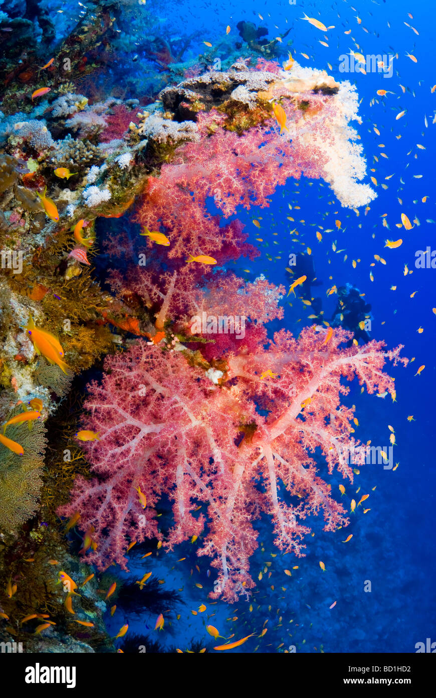 Scubadiver behind rich soft coral patch. Panorama reef, Safaga, Red Sea ...
