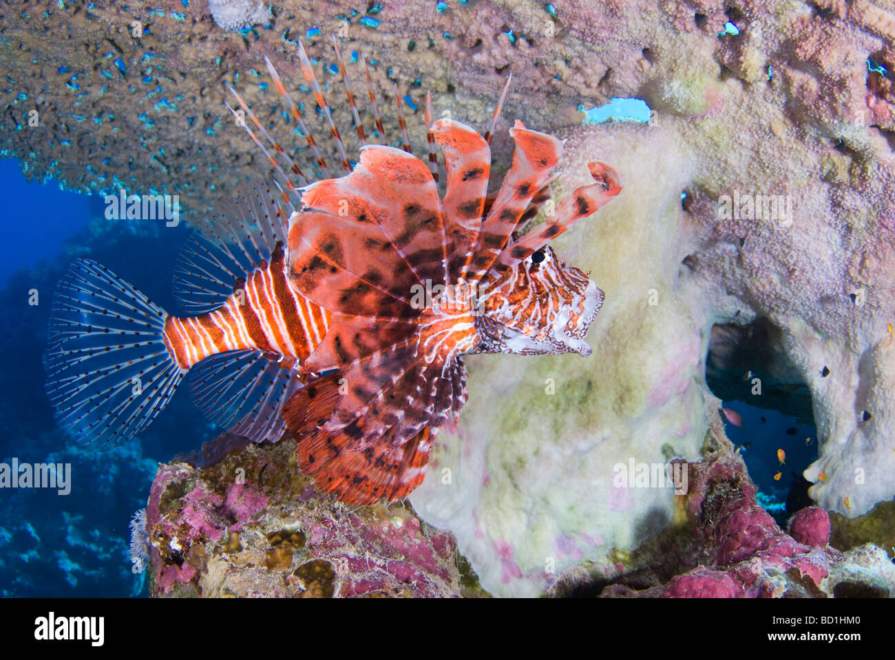 African lionfish in Red Sea, Egypt Stock Photo - Alamy