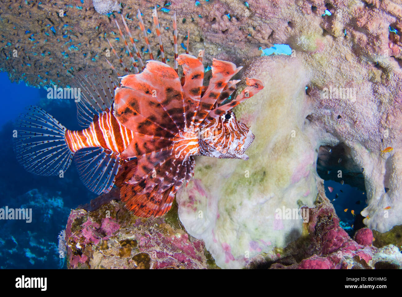 African lionfish in Red Sea, Egypt Stock Photo - Alamy