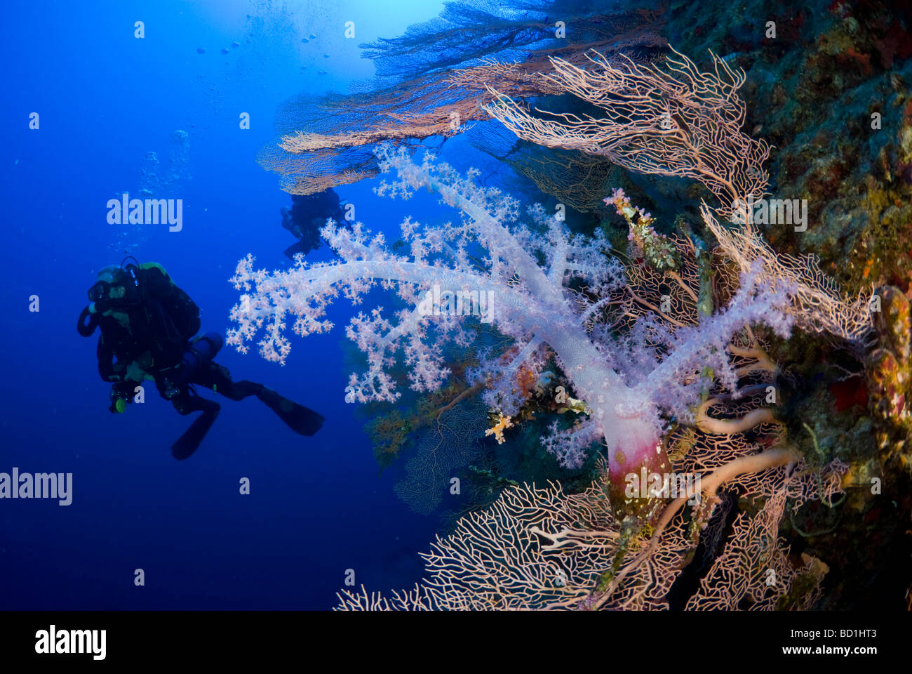 Coral deep underwater in red hi-res stock photography and images - Alamy