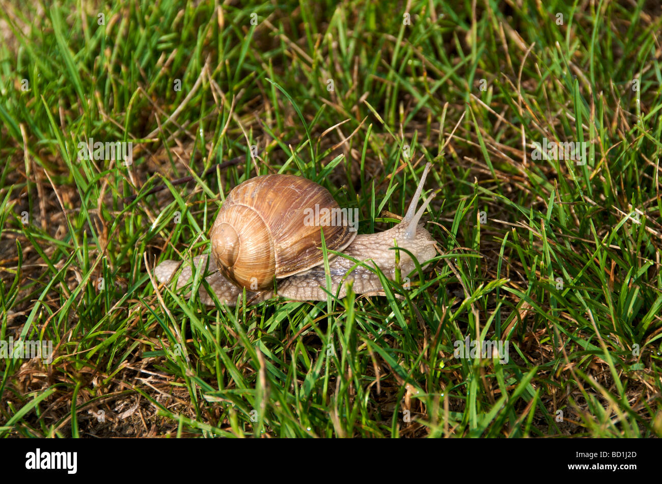 Grassland mollusc hi-res stock photography and images - Alamy