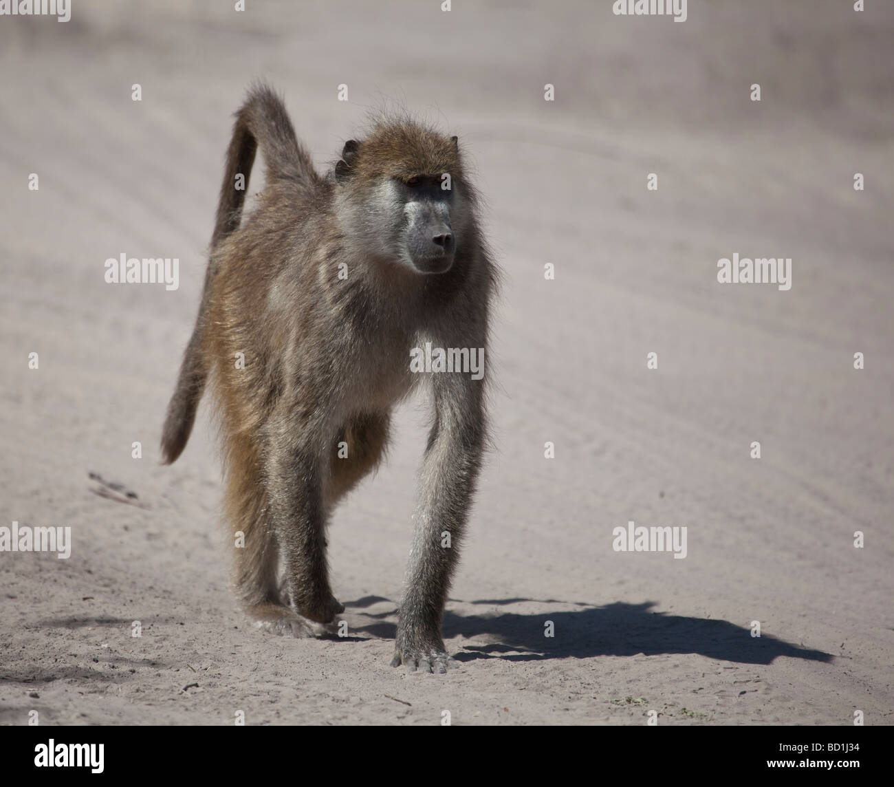 Baboon hi-res stock photography and images - Alamy