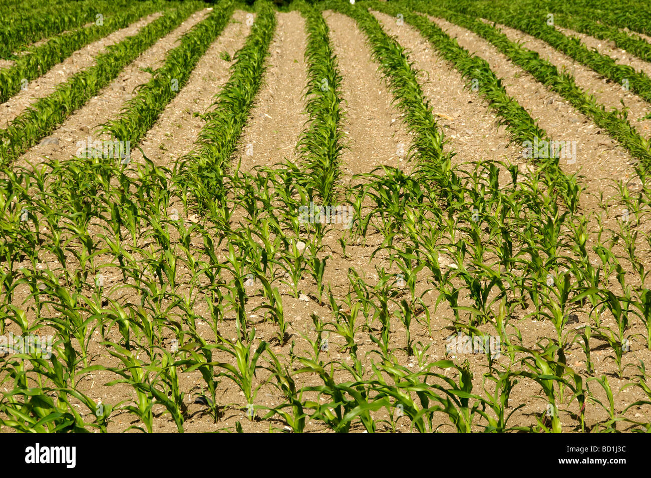 Sprout of corn High Resolution Stock Photography and Images - Alamy