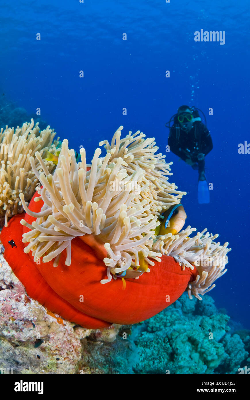 Red sea anemone hi-res stock photography and images - Alamy
