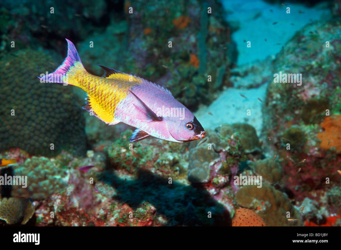 Creole wrasse Clapticus parrai over coral reef Bonaire Netherlands ...