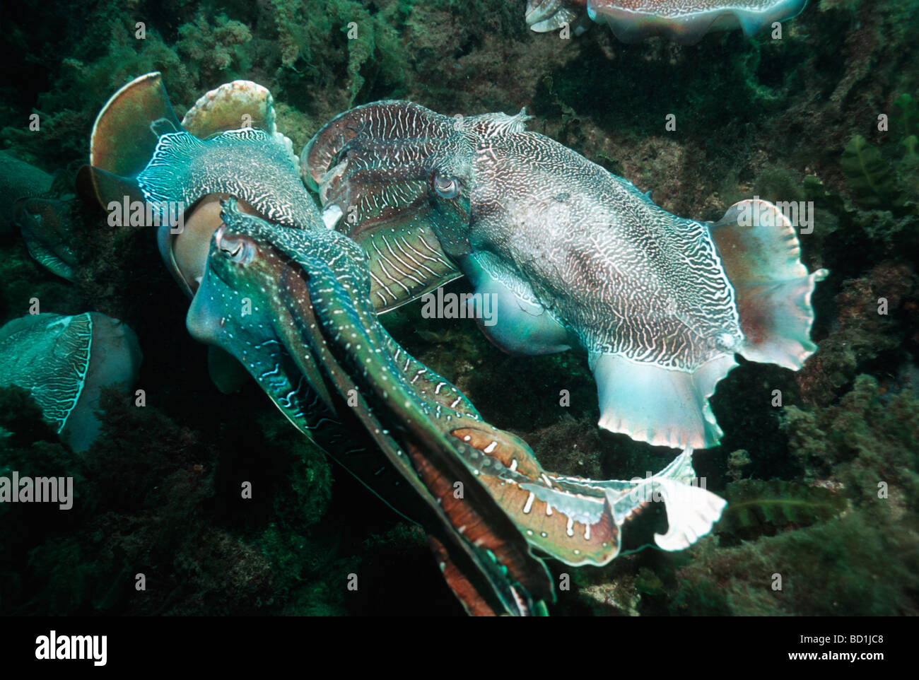 Giant cuttlefish Sepia apama two males in display combat over egg ...