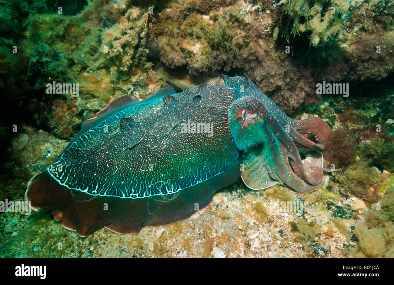 Giant cuttlefish Sepia apama male guarding female just visible behind ...