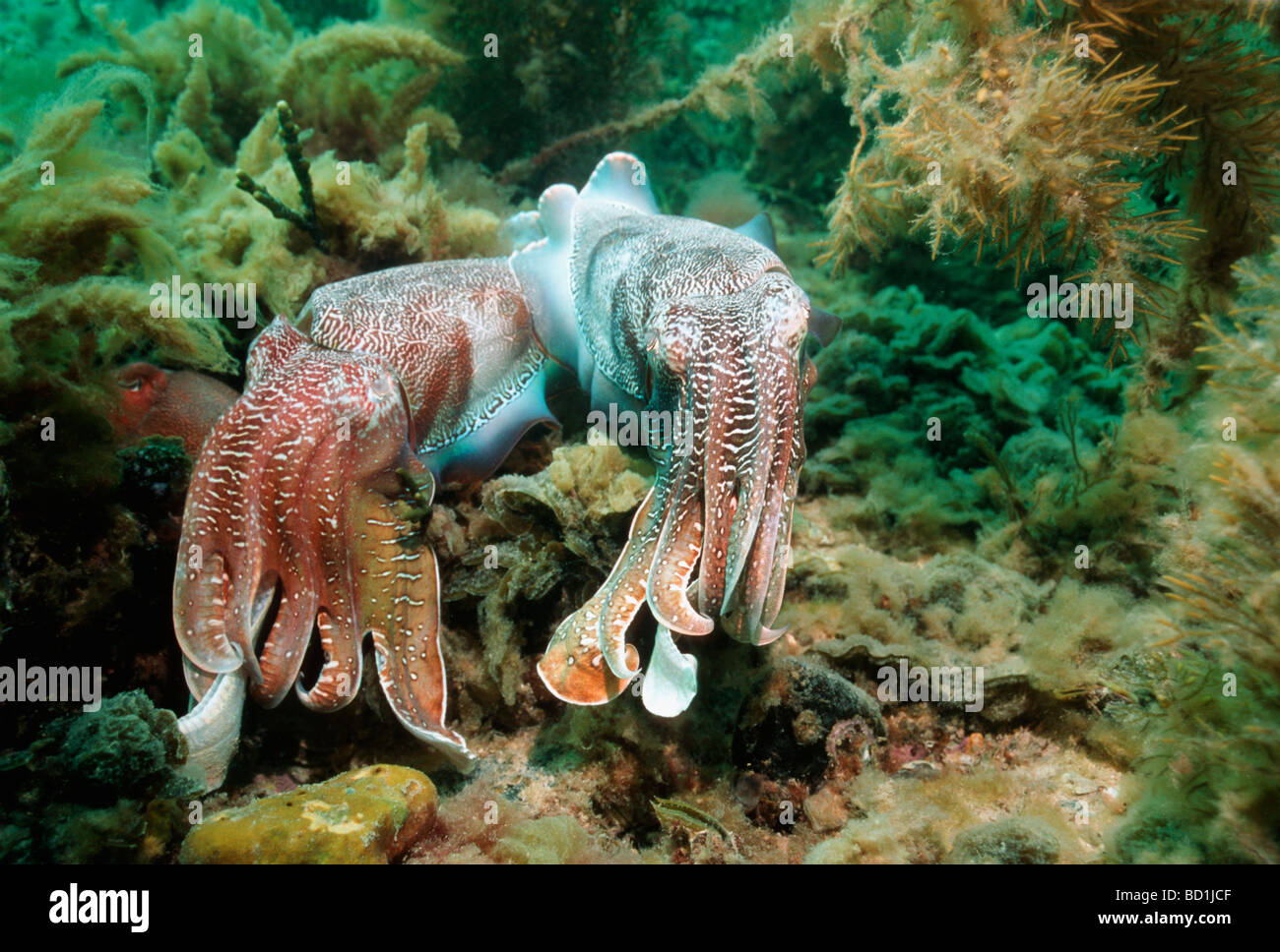 Giant cuttlefish Sepia apama Spencer Gulf Whyalla SA Australia Stock ...