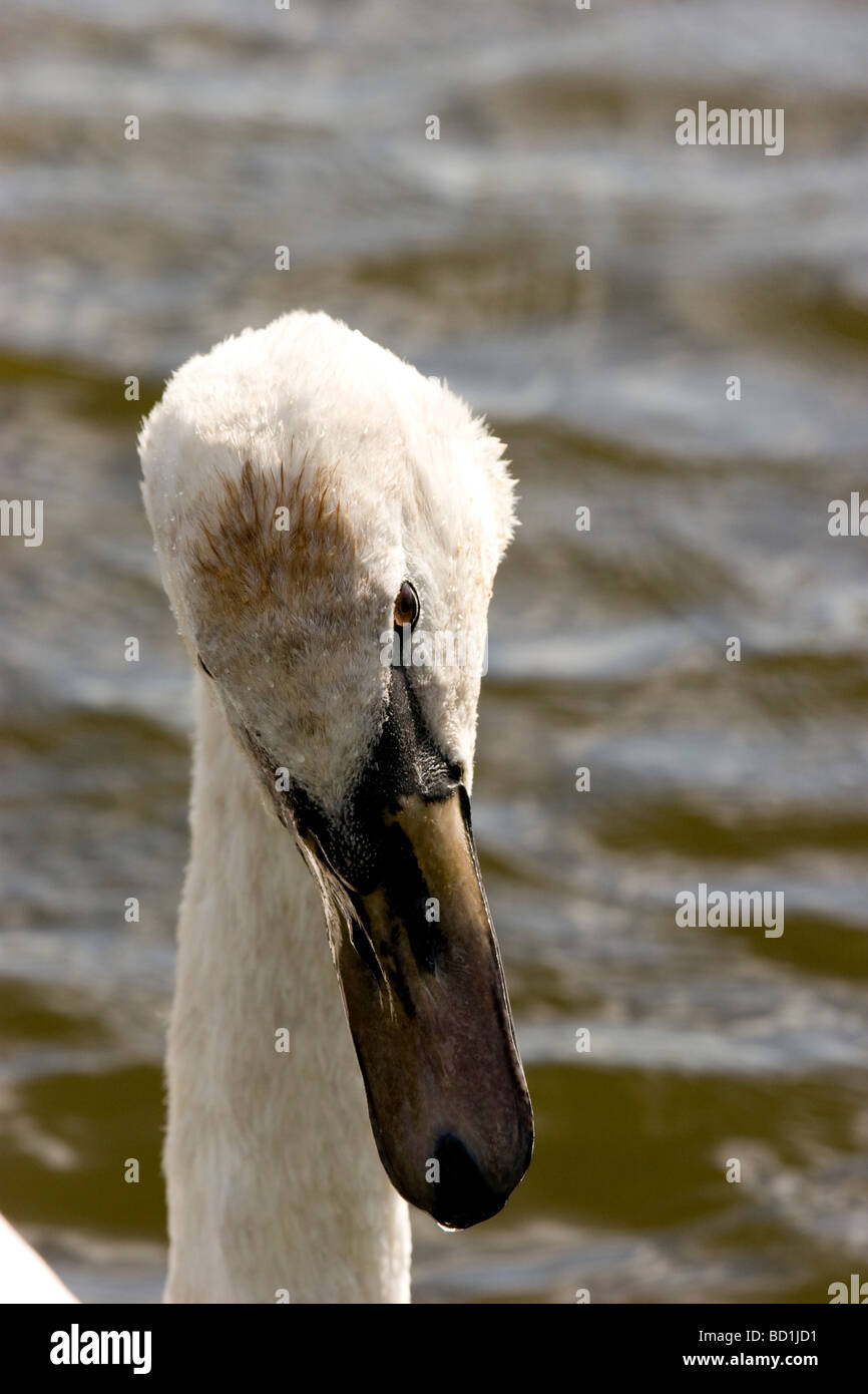Bill swan hi-res stock photography and images - Alamy