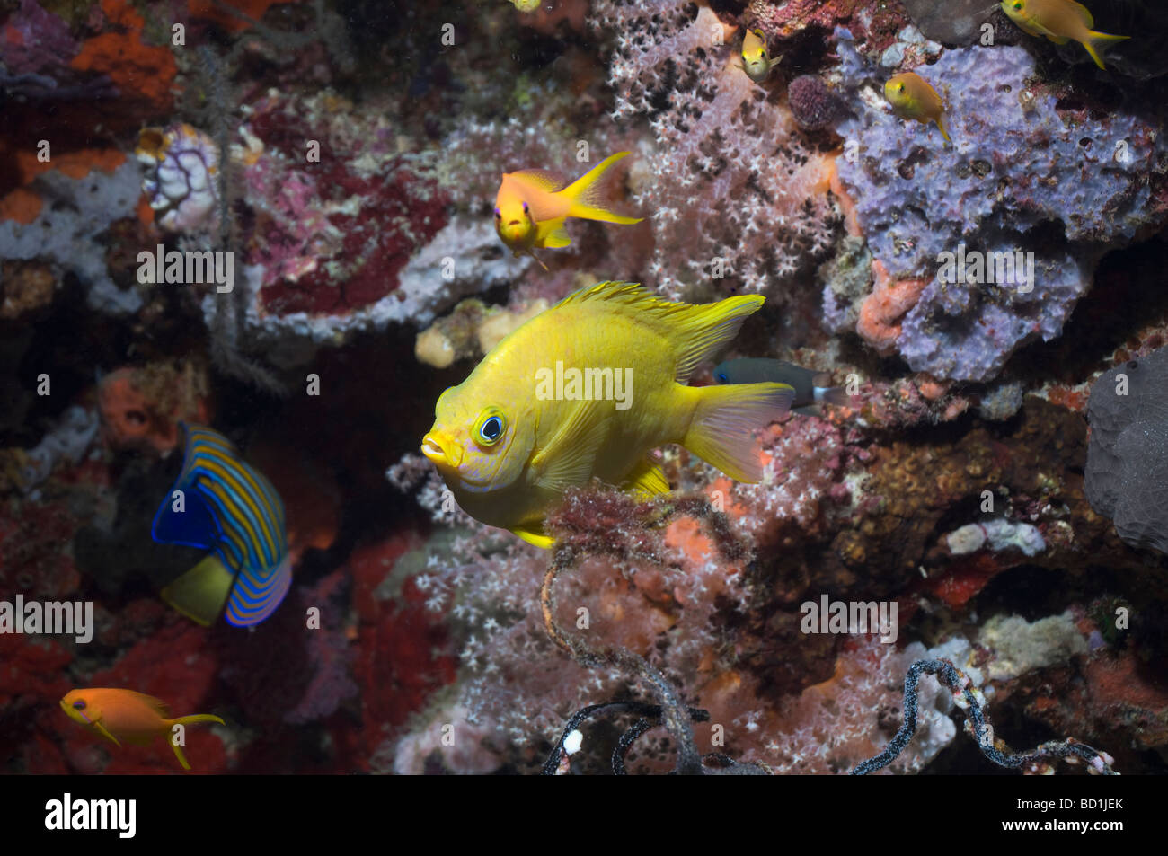 Golden damsel Amblyglyphidodon aureus Papua New Guinea Stock Photo - Alamy