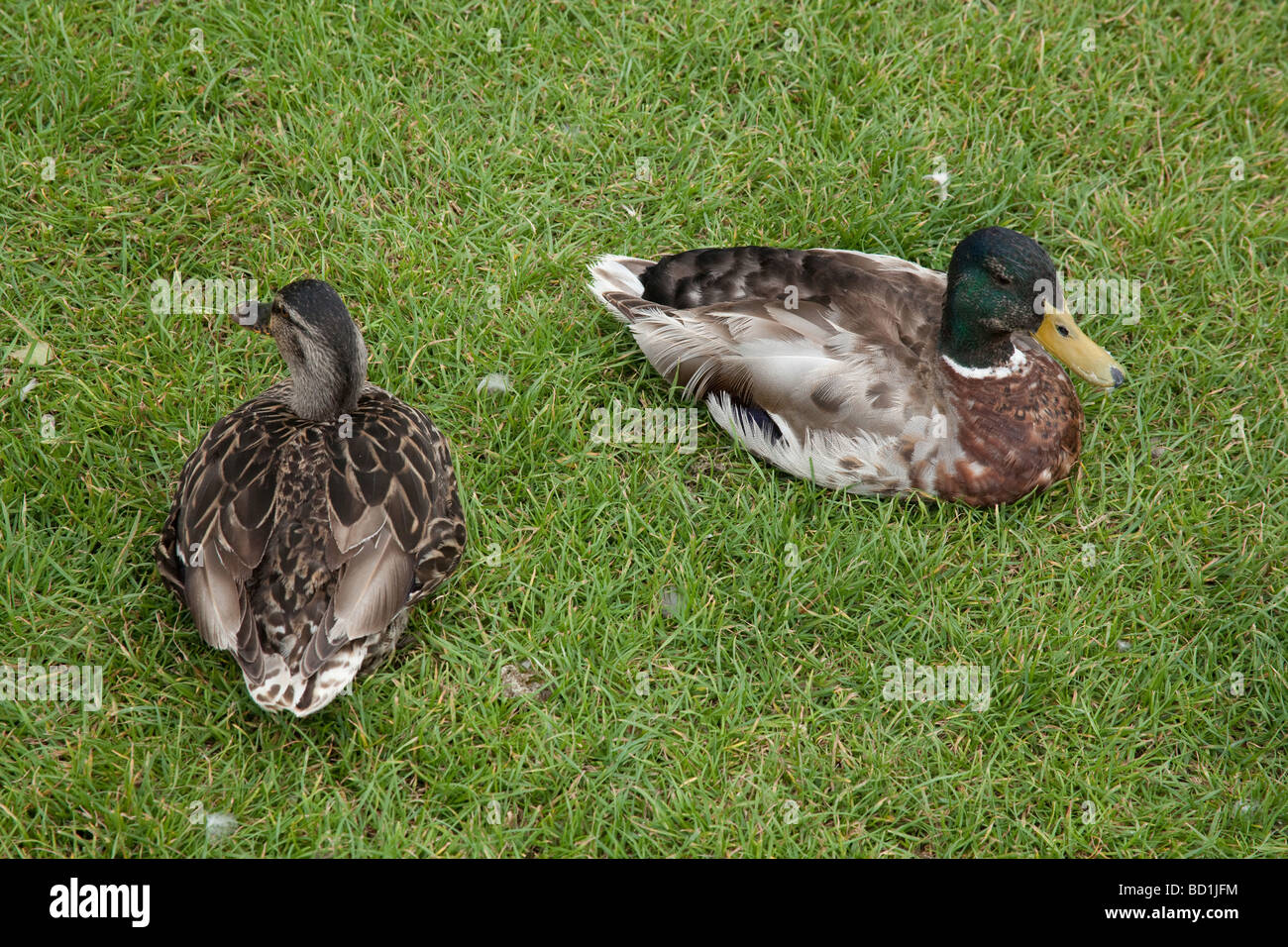 Mallard ducks Stoke Gabriel Devon England Stock Photo - Alamy