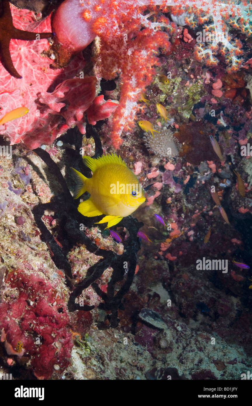 Golden damsel Amblyglyphidodon aureus Papua New Guinea Stock Photo - Alamy