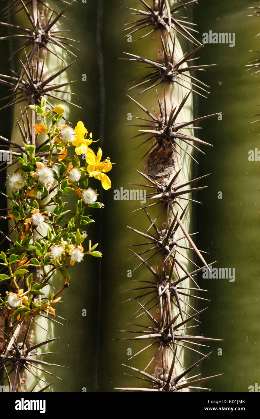 Creosote flowers and seeds grow next to a saguaro cactus Stock Photo ...