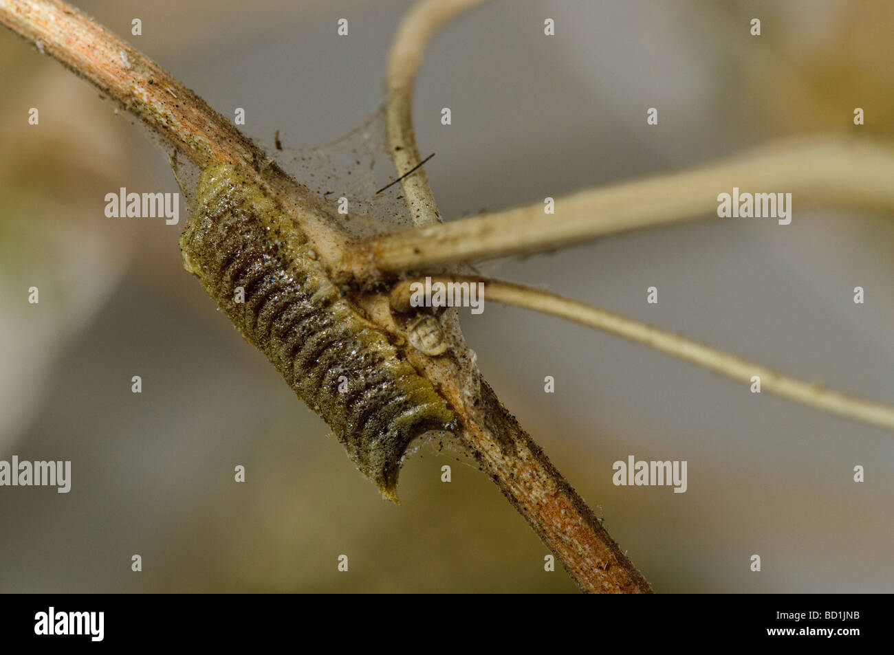 Praying Mantis egg casing on a tree branch Stock Photo - Alamy