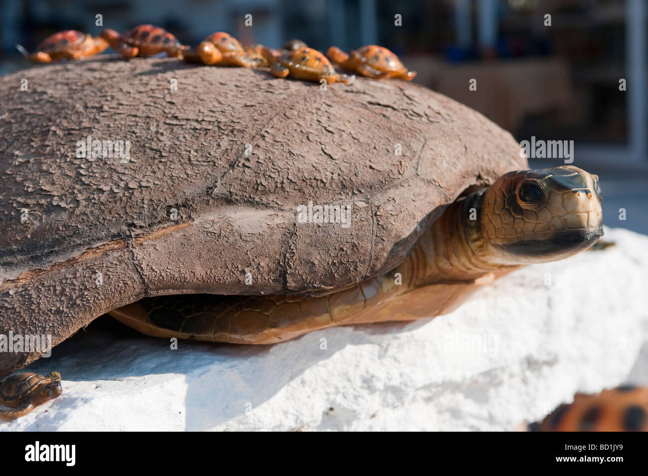 Ornamental turtle with baby turtles for sale at Lake Kournas, Crete ...