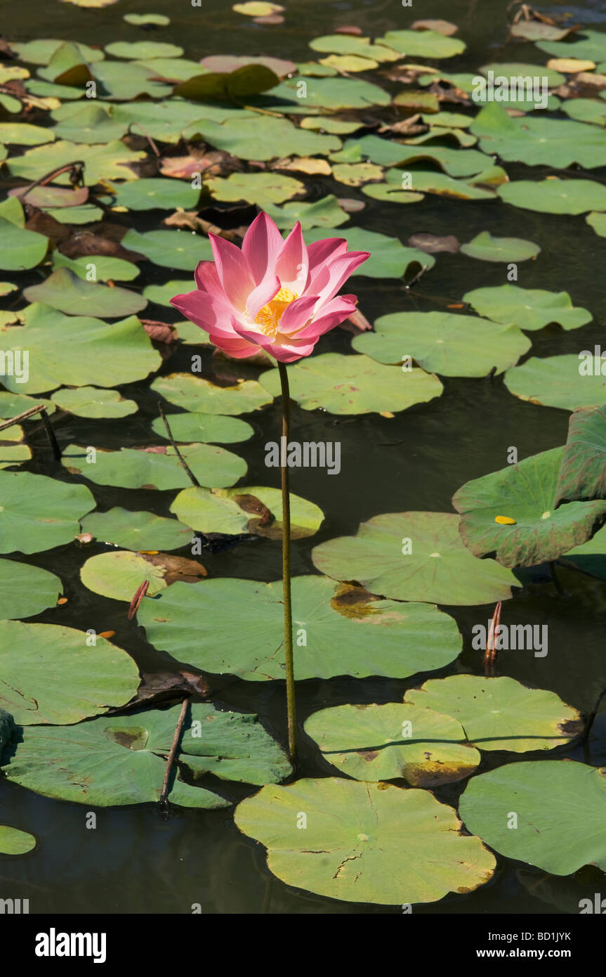 Sacred lotus nelumbo nucifera hi-res stock photography and images - Alamy