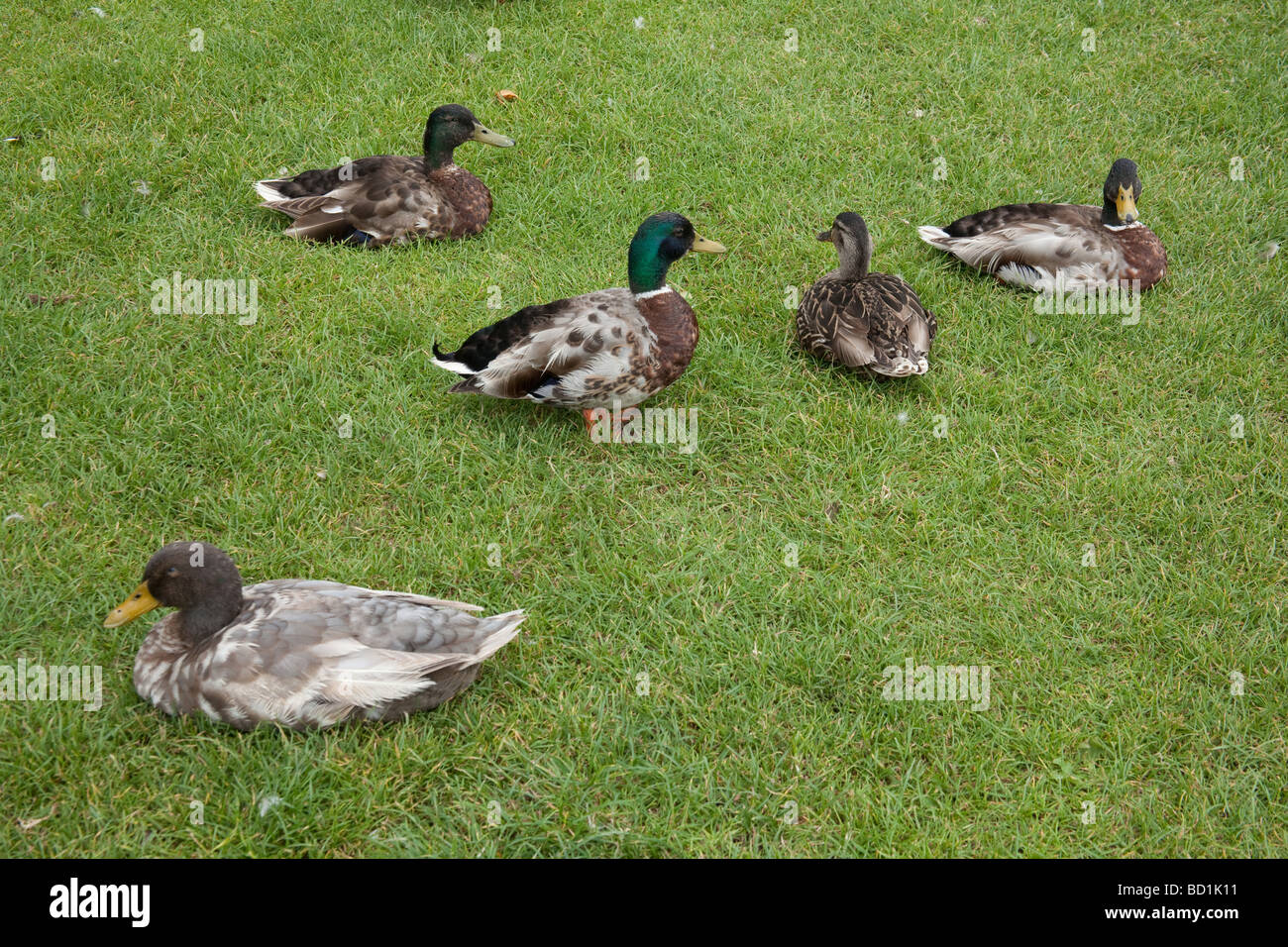 Devon ducks hi-res stock photography and images - Alamy