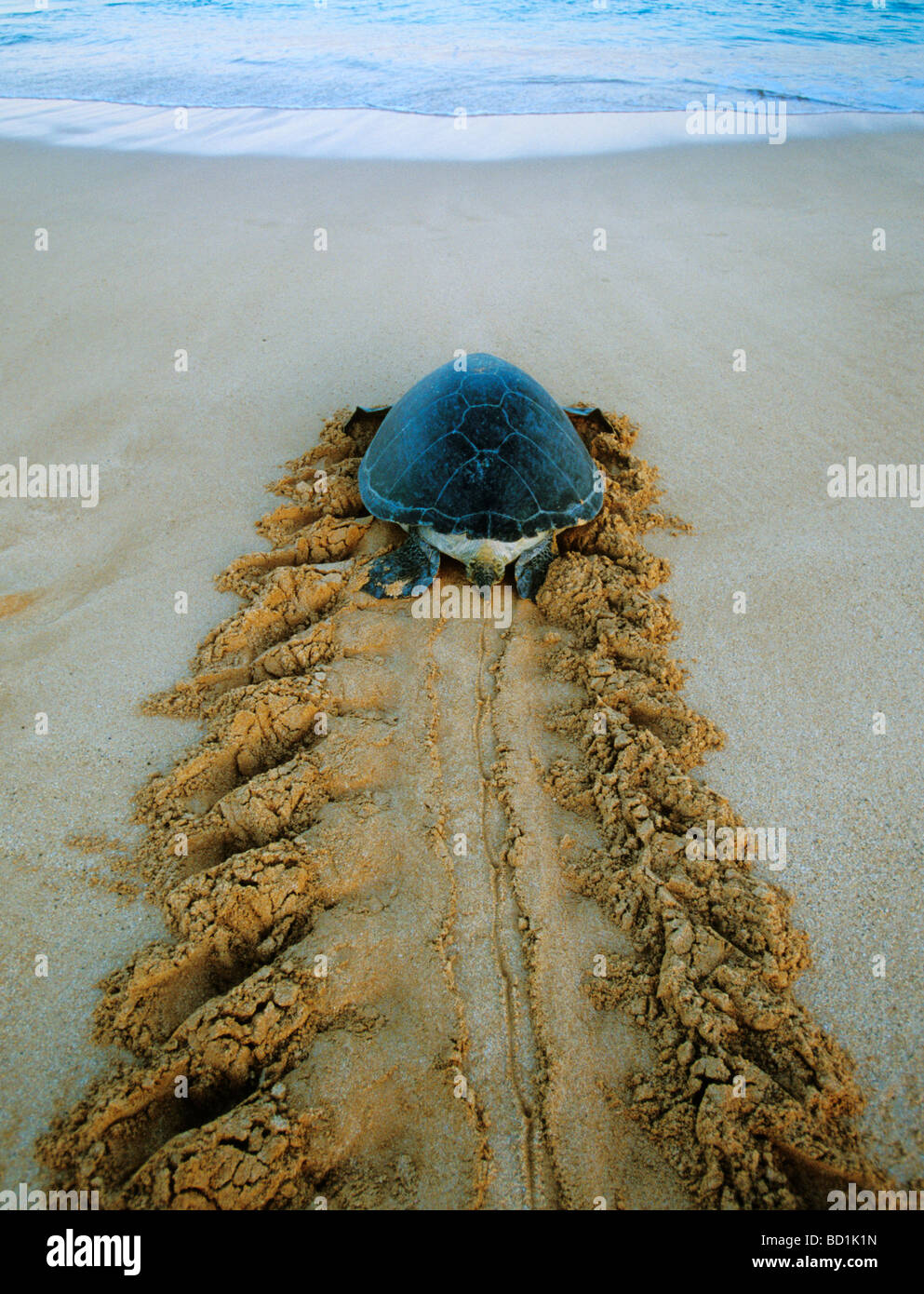 Ascension island turtle hi-res stock photography and images - Alamy