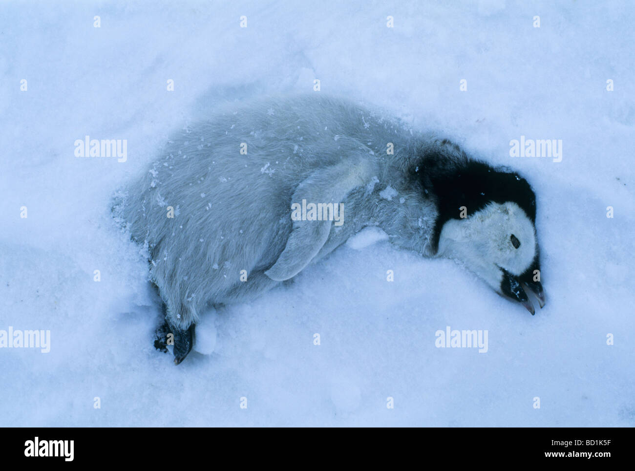 Frozen Emperor Penguin chick (Aptenodytes forsteri) Weddell Sea Colony ... Frozen Emperor Penguin chick (Aptenodytes forsteri) Weddell Sea Colony ...