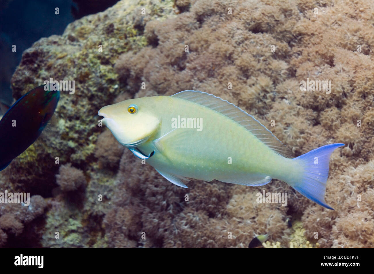 Longnose parrotfish Hipposcarus harid with Cleaner wrasse Red Sea Egypt ...